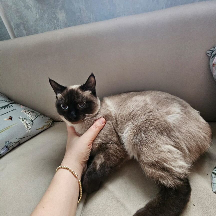 Отдам в добрые руки кошку