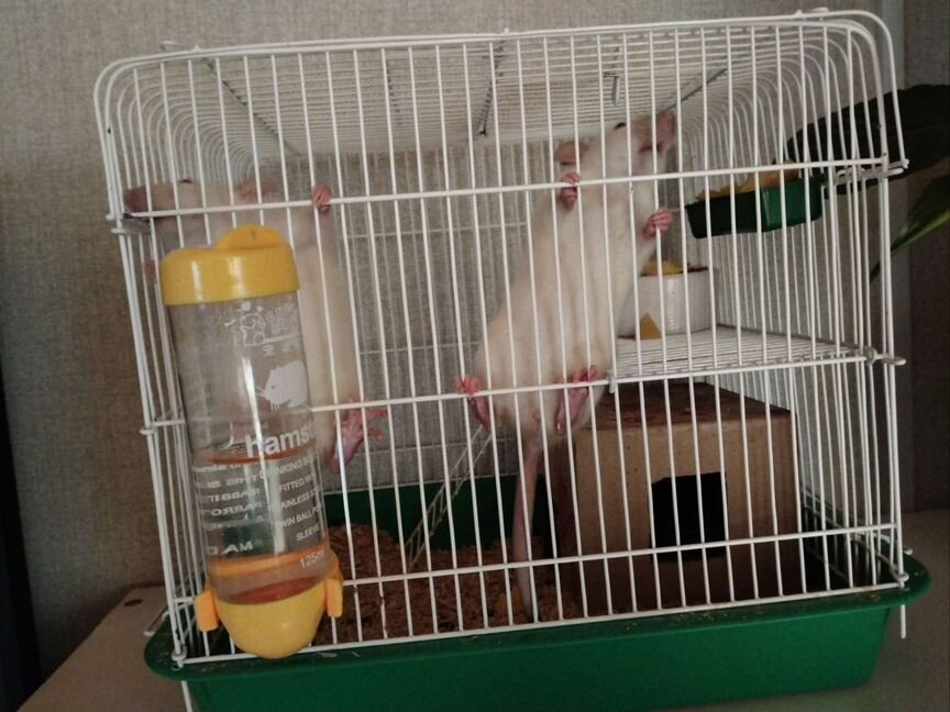 Клетка для грызунов