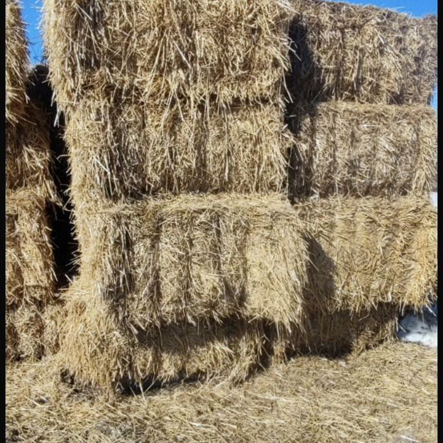 Солома пшеничная 2024 года