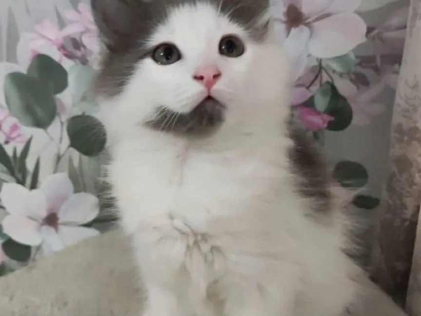 Котенок мальчишка 2 мес в добрые руки дар