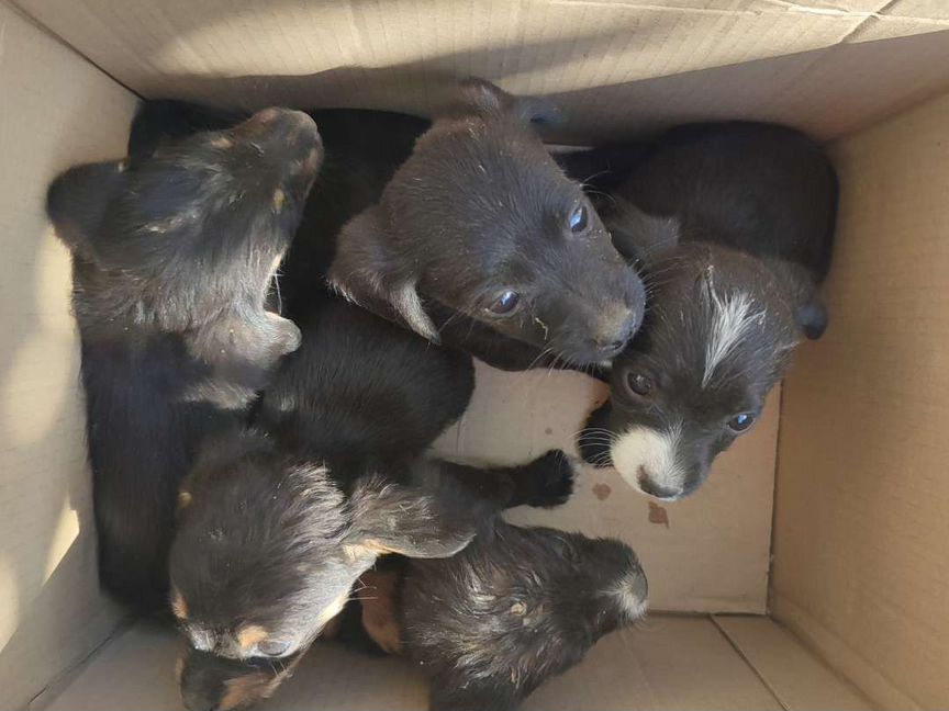 Щенки в добрые руки