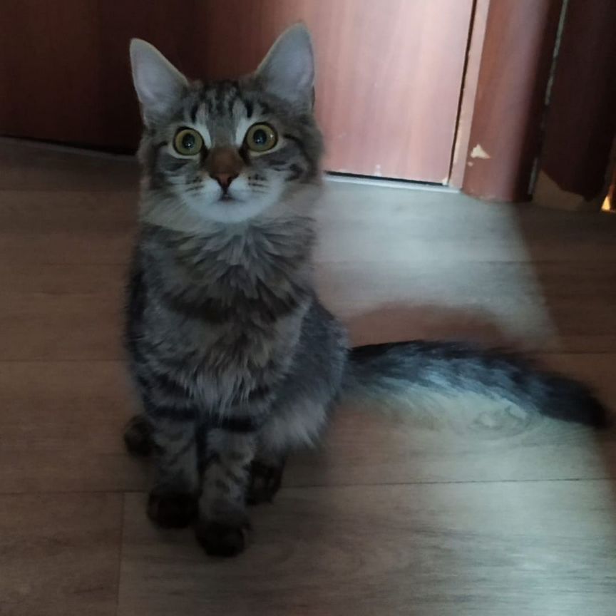 Кошка Масяня