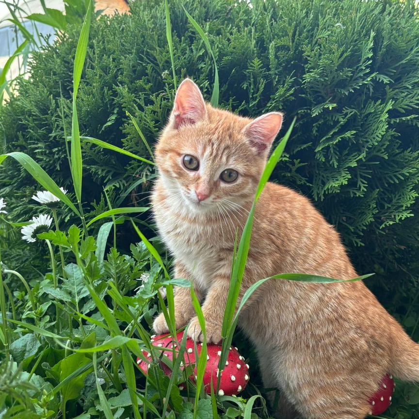 Маленькая кошечка