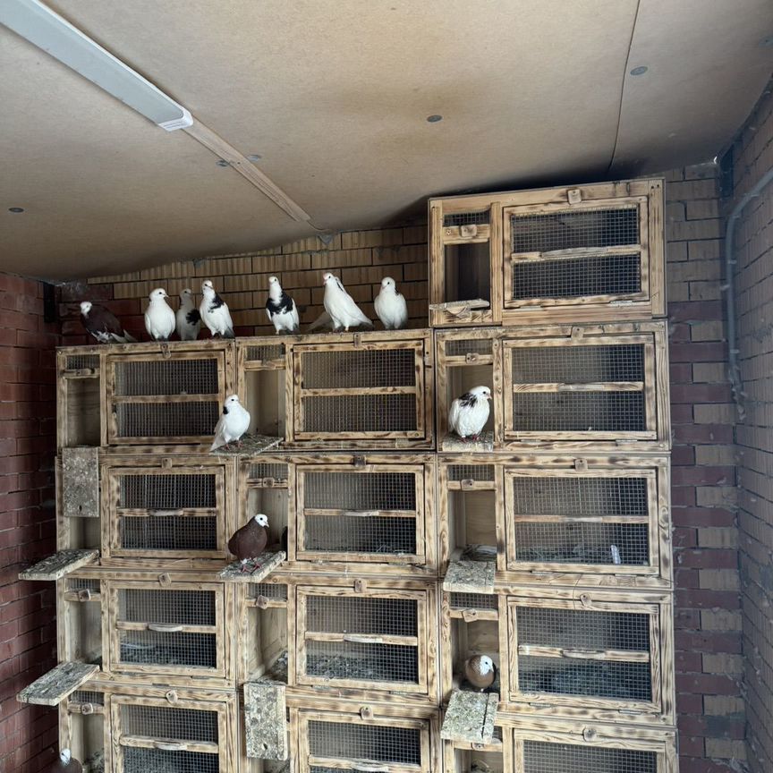 Гнезда для голубей