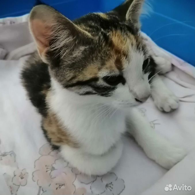 Кошечка девочка 3 месяца в приюте