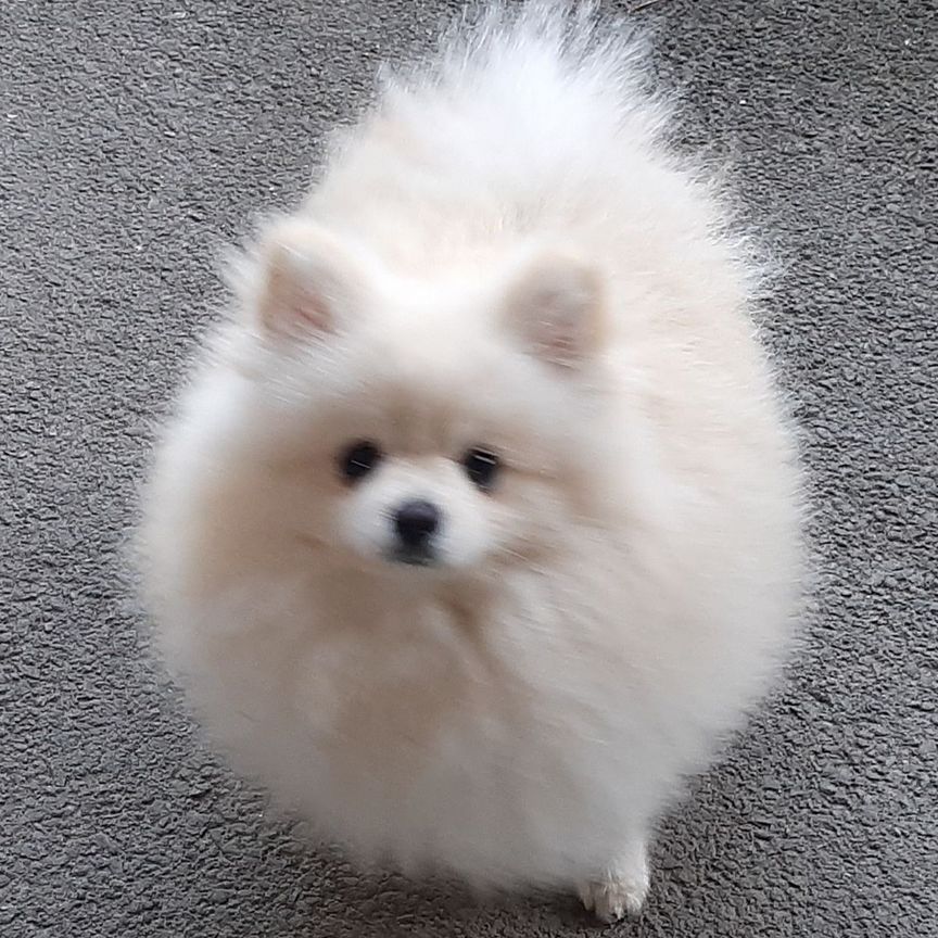 Померанский шпиц