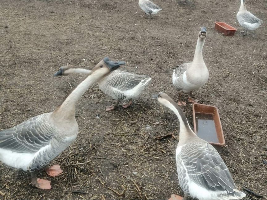 Гуси китайские