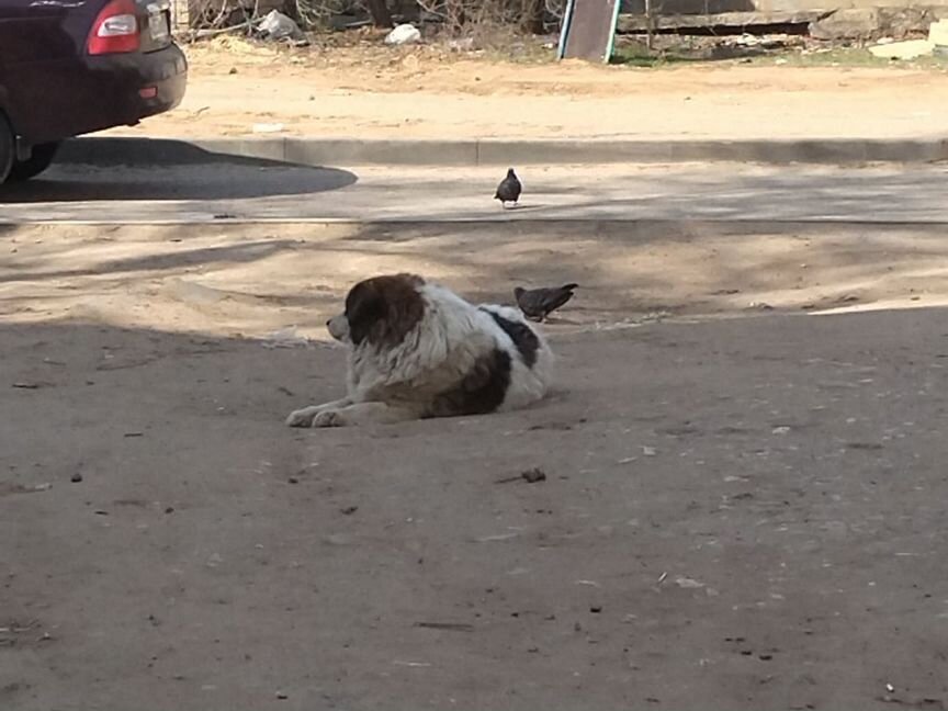 Собаки потеряшки