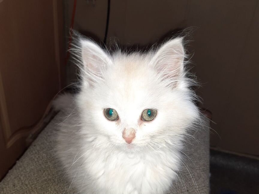 Отдам в добрые руки