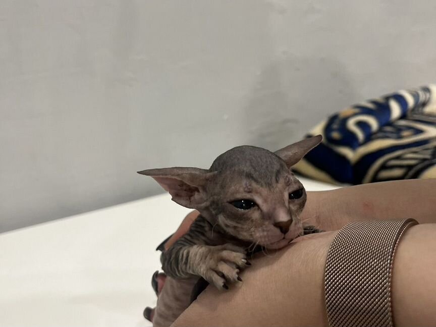 Донской сфинкс котята