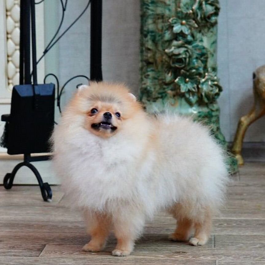 Померанский шпиц мини