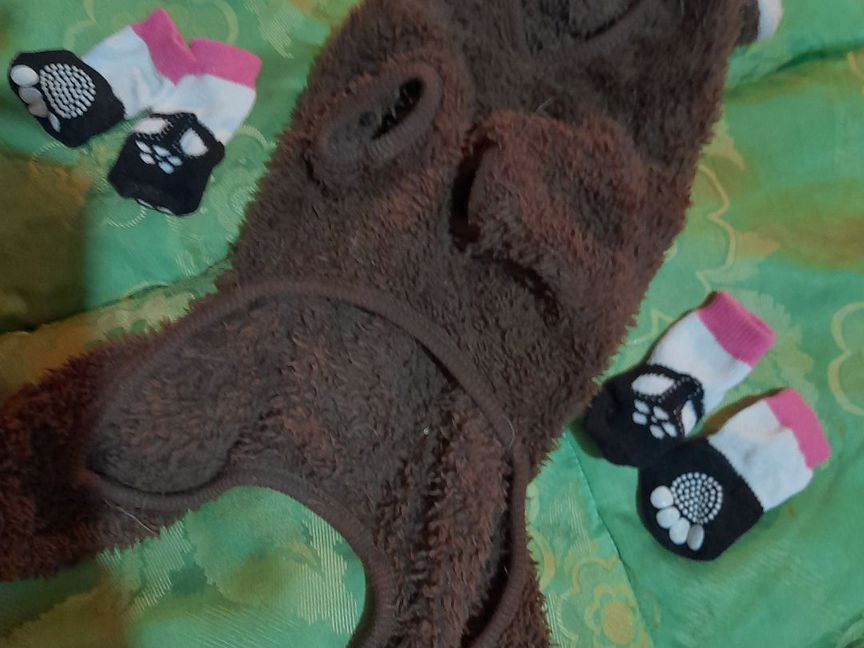Одежда для собак