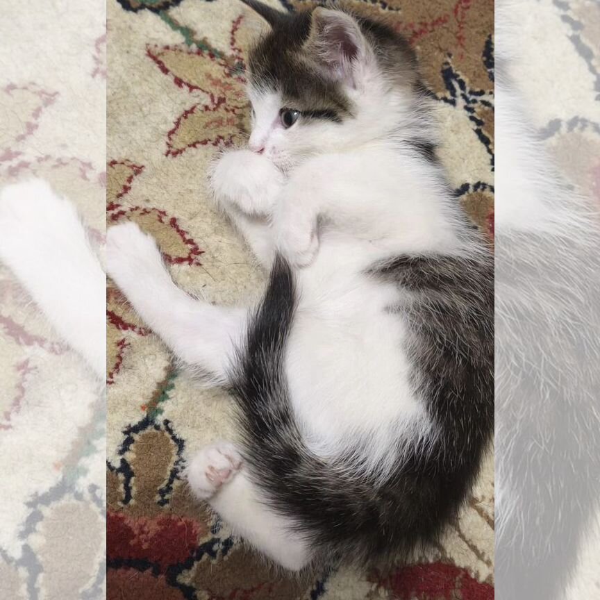 Котёнок в добрые руки