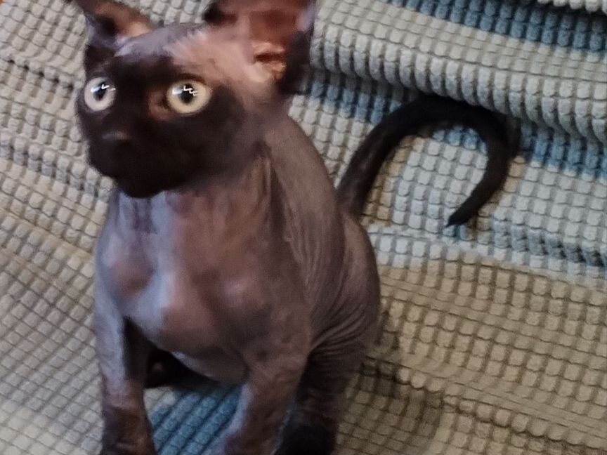 Канадский сфинкс котенок