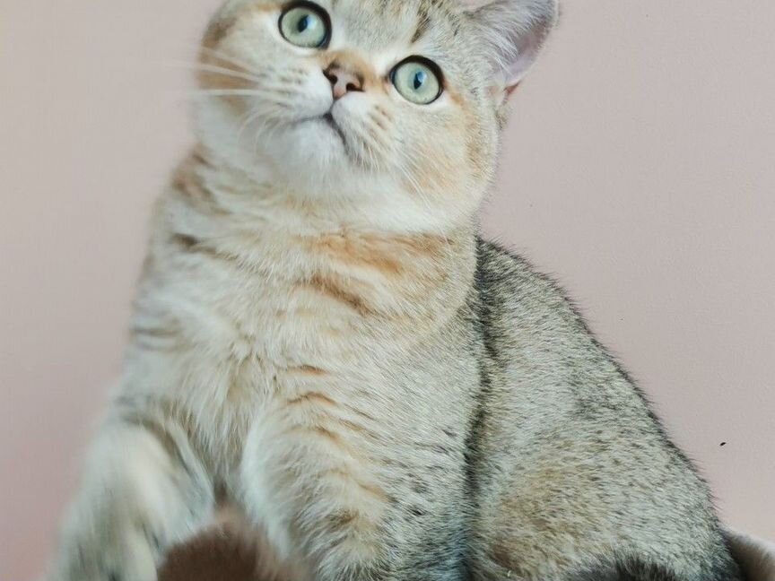 Очаровательная зеленоглазая Бусинка