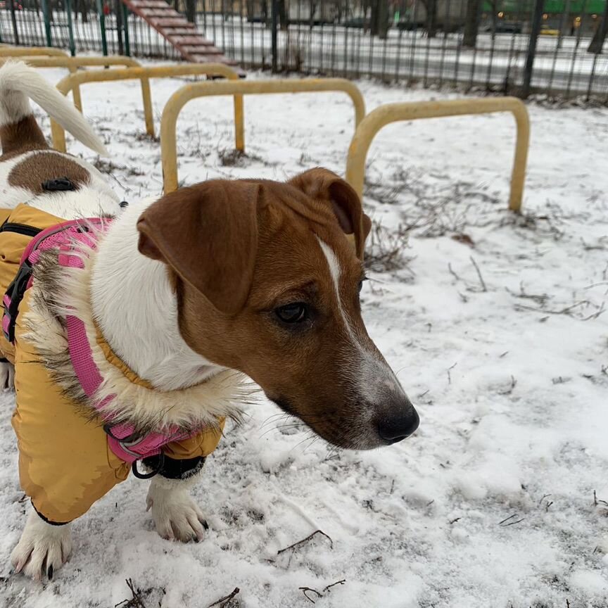 Щенки джек рассел терьер 6 мес