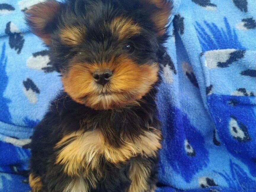 Йоркширский терьер девочки и мальчики