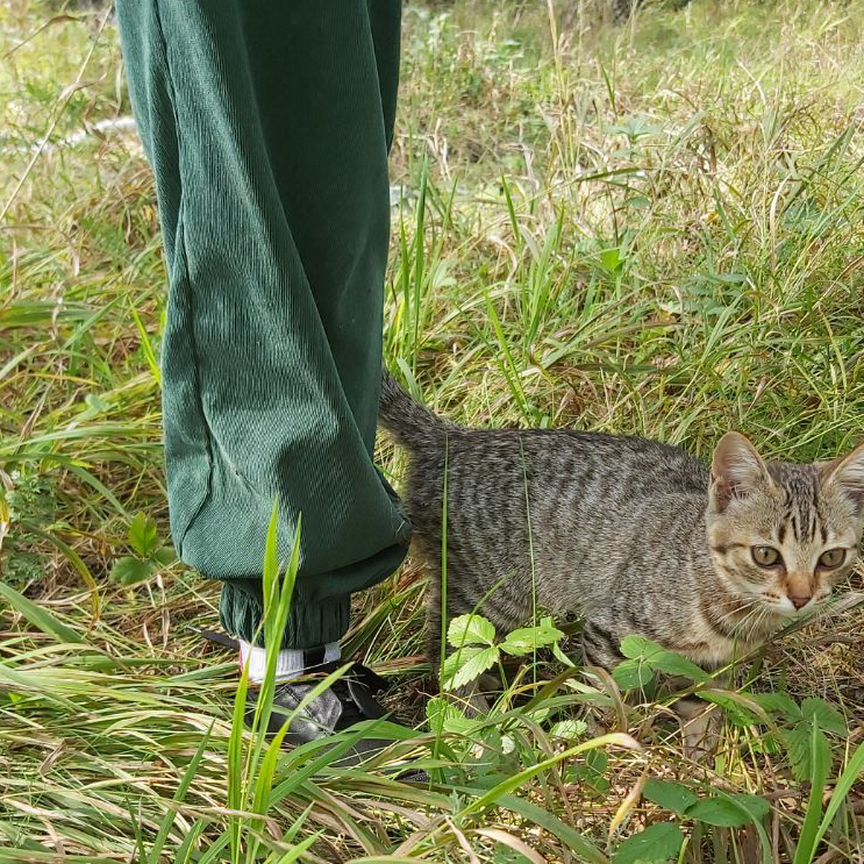 Котенок