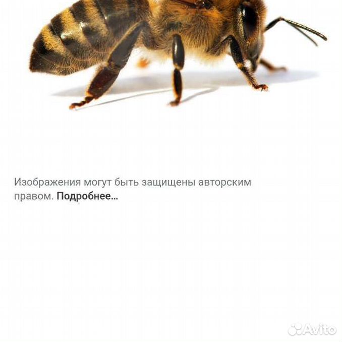 Продам пчелосемьи
