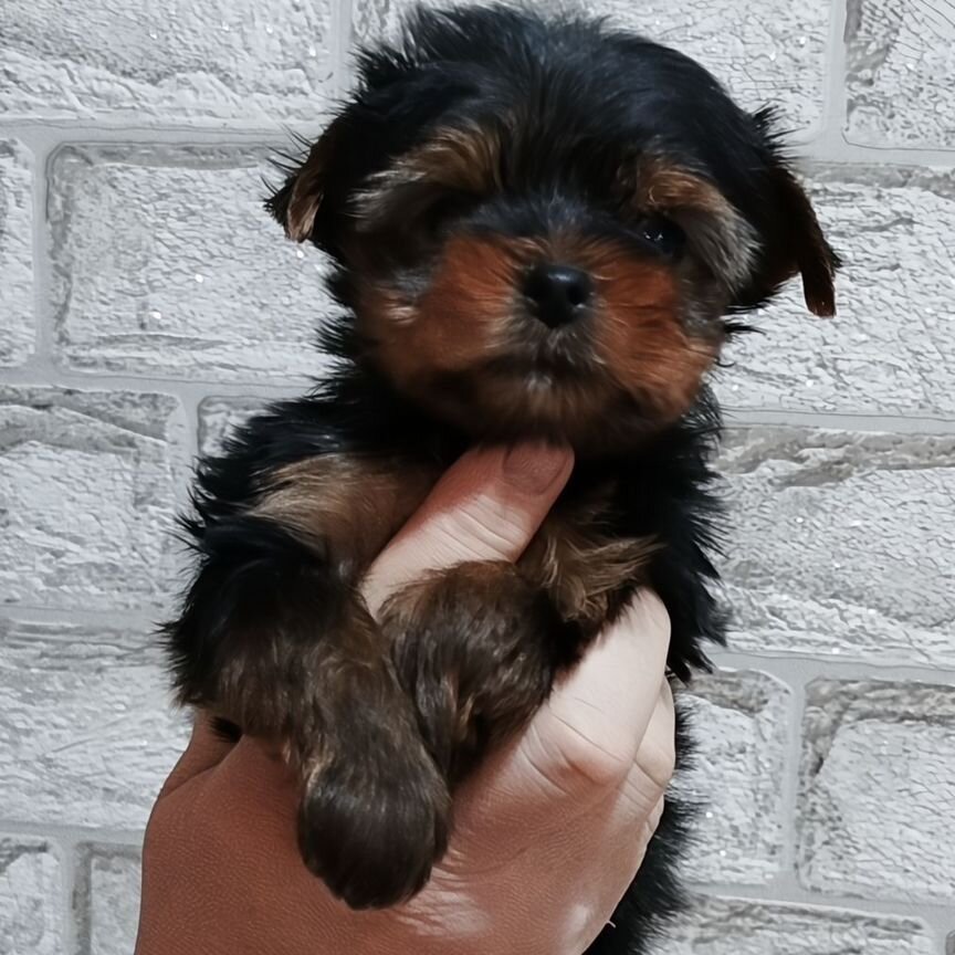 Йоркширский терьер, щенок
