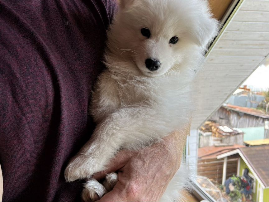 Самоедская лайка щенки