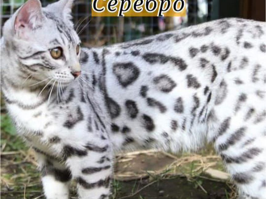 Кошки редких окрасов