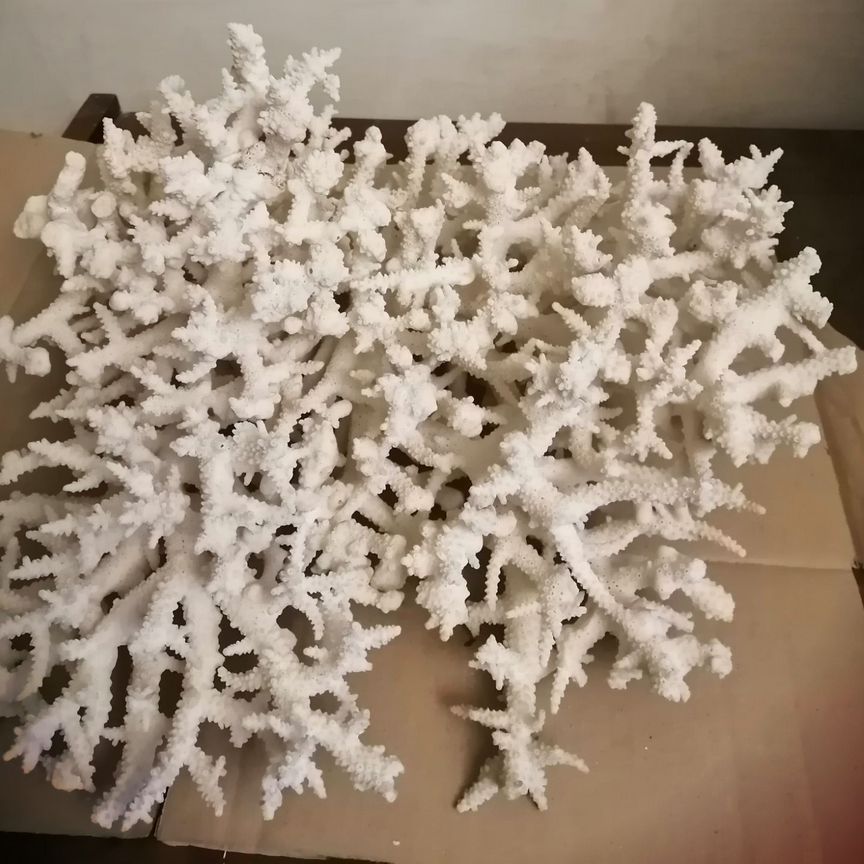 Коралл из Индийского океана