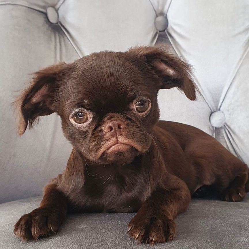 Пти брабансон