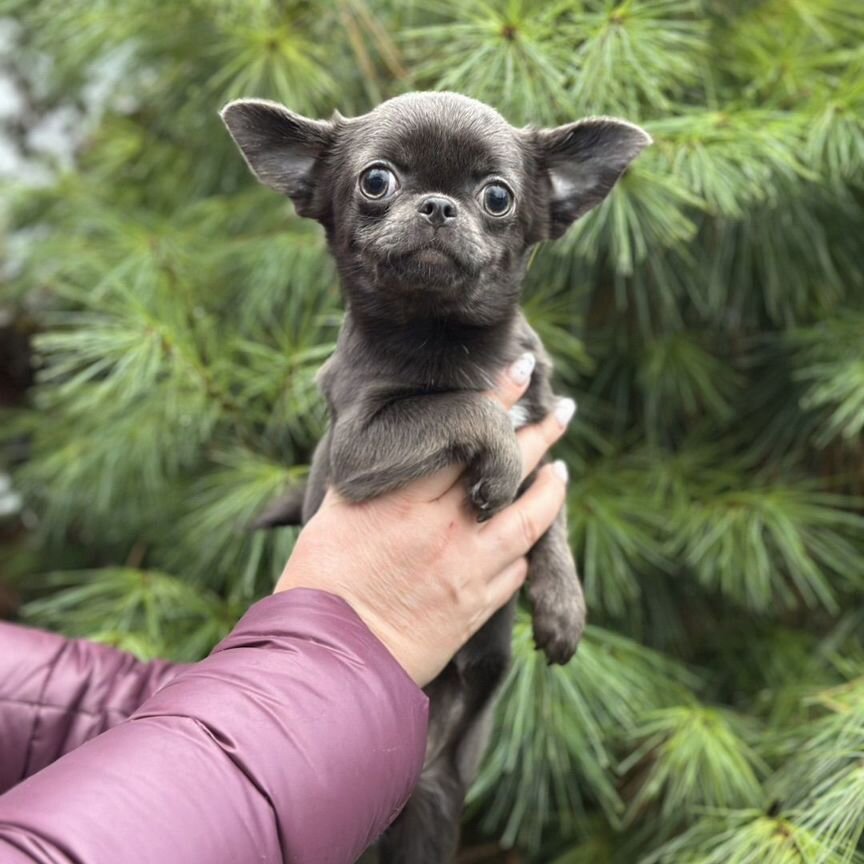 Чихуахуа, щенок