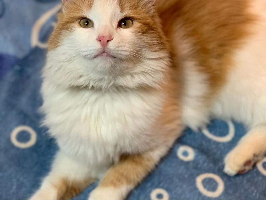 Кошка, котенок, красивая, пушистая