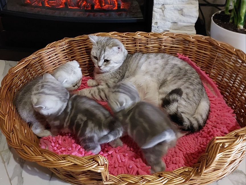 Шотландские вислоухие котята