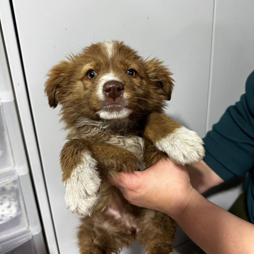 Щенки в добрые руки