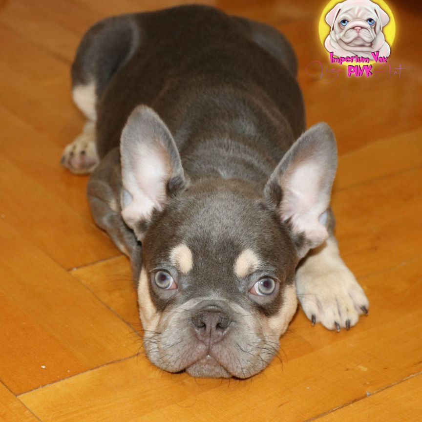 Лилак так нежная девочка