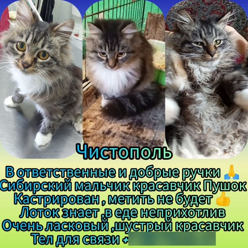 Сибирский котик,кастрат
