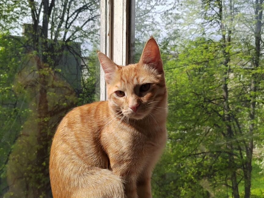 Кошки в добрые руки бесплатно