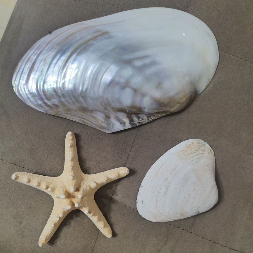 Ракушки в аквариум