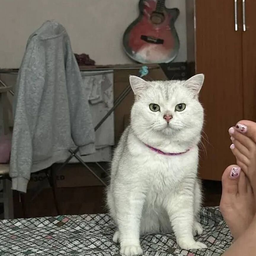 Британский короткошёрстный котёнок