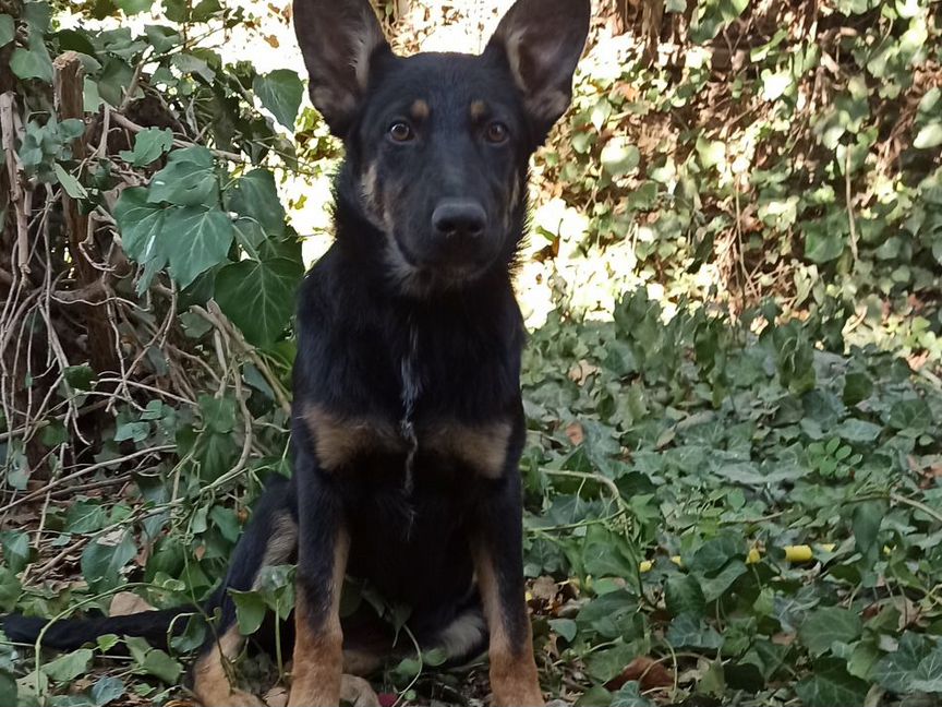 Щенок "овчарки", 4 месяца