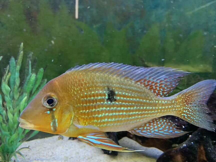 Геофагус таениопариус