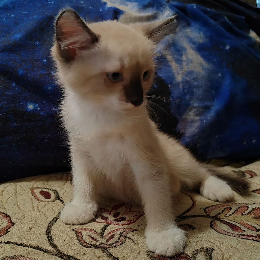 Невская маскарадная