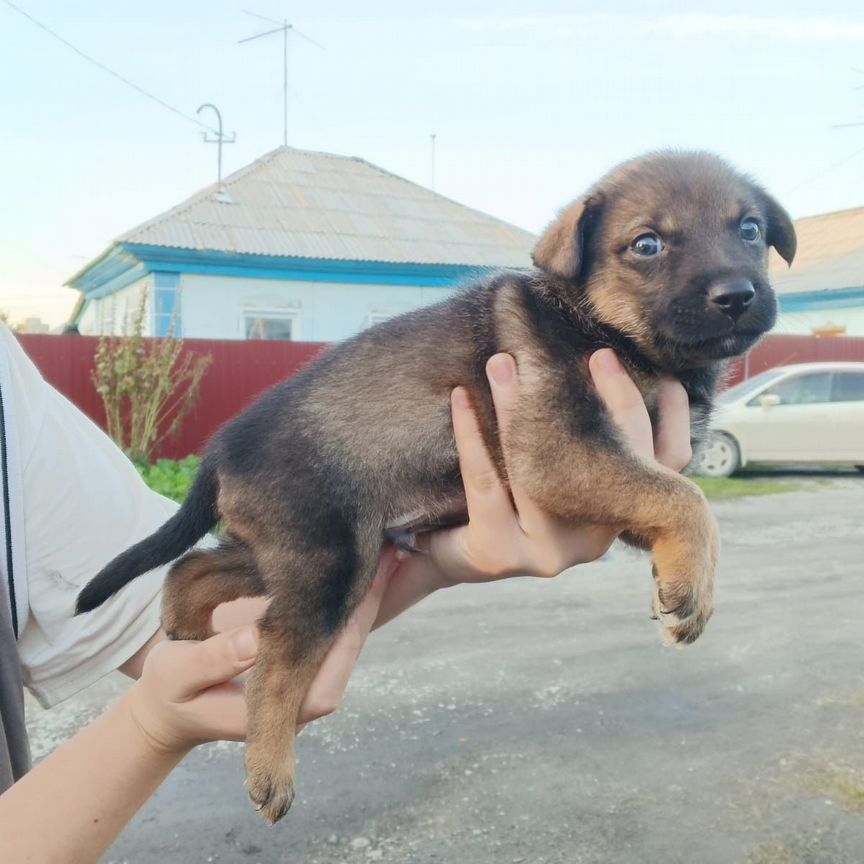 Маленькая собачка в добрые руки