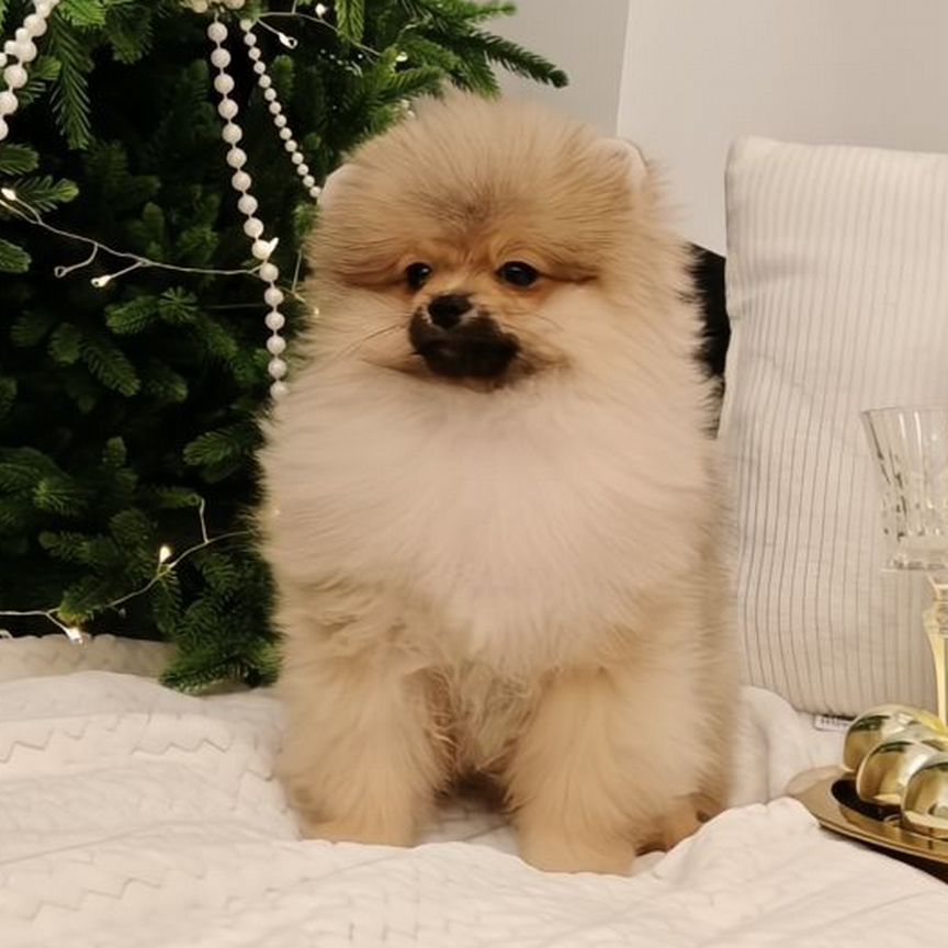 Померанский шпиц, щенок