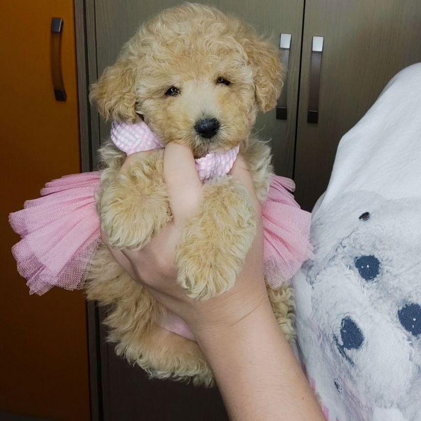 Мальтипу, щенок