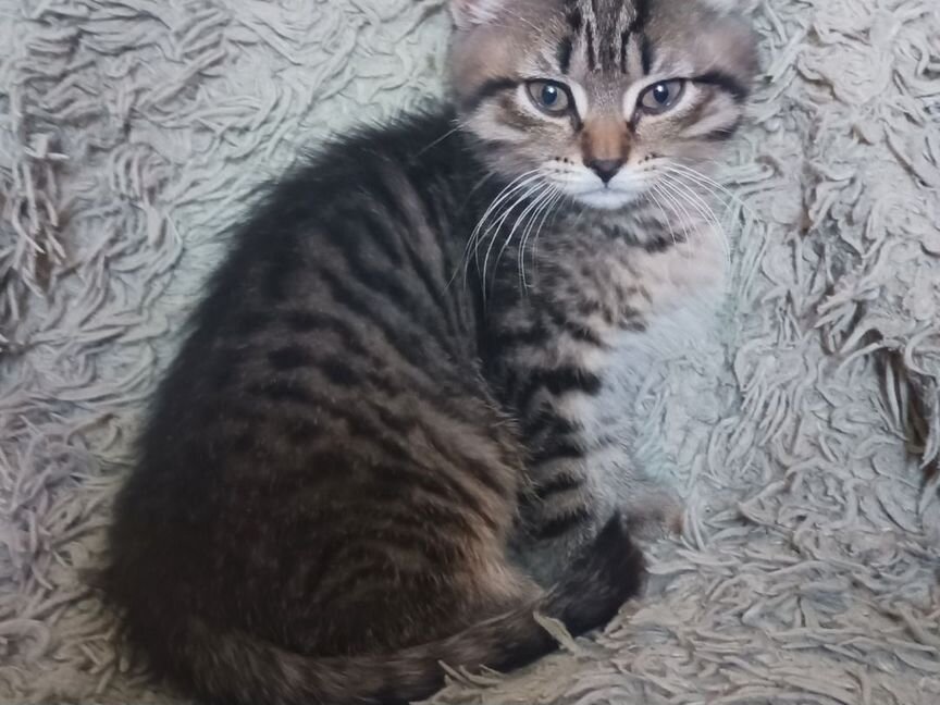 Котëнок в добрые руки