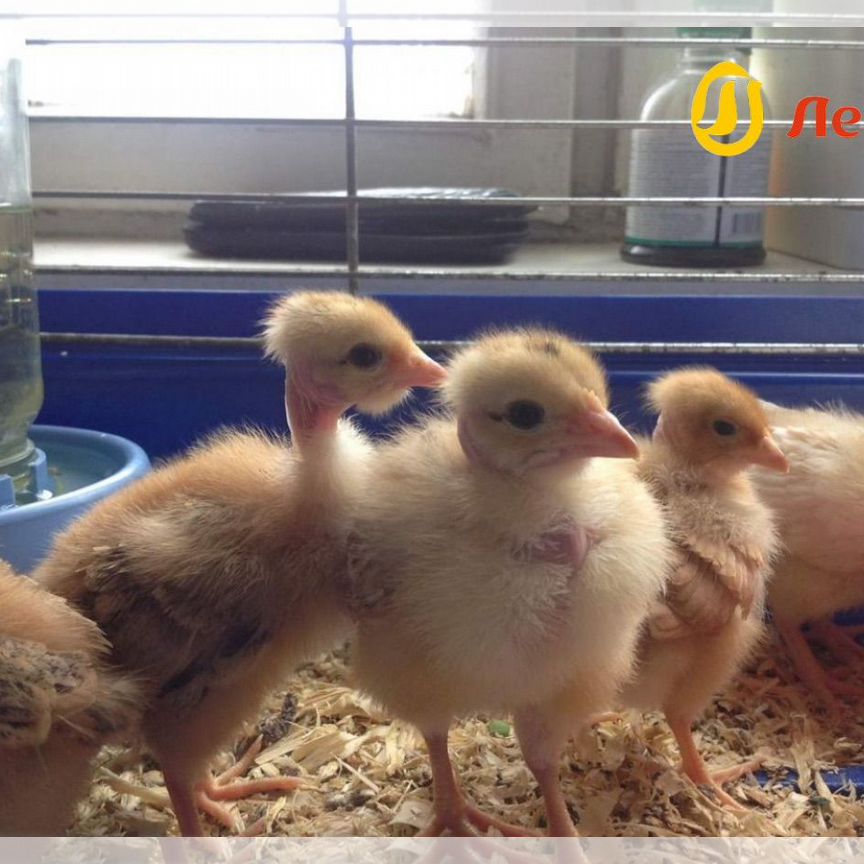 Цыплята Голошейка вывод 30 марта