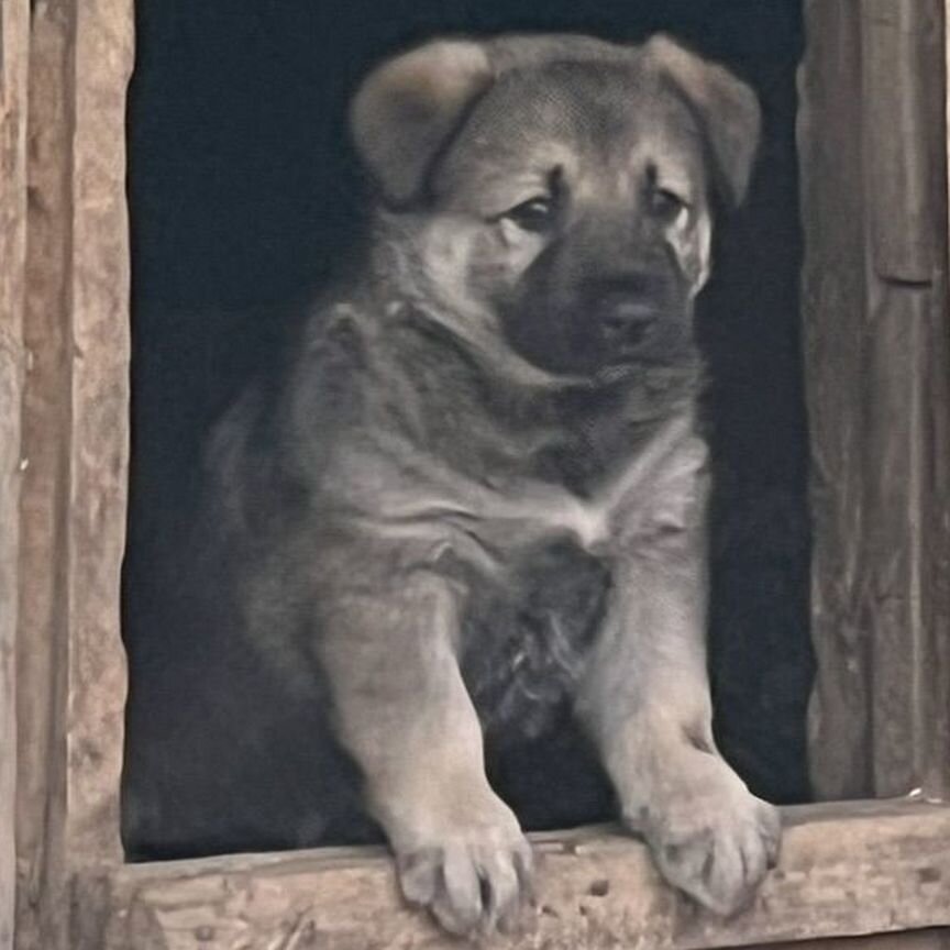 Немецкая овчарка, щенок