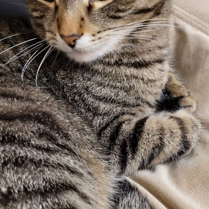 Кот Мурзик