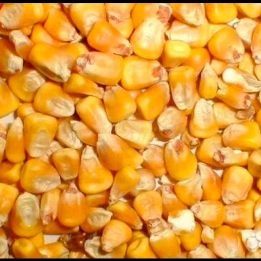 Кукуруза зерно
