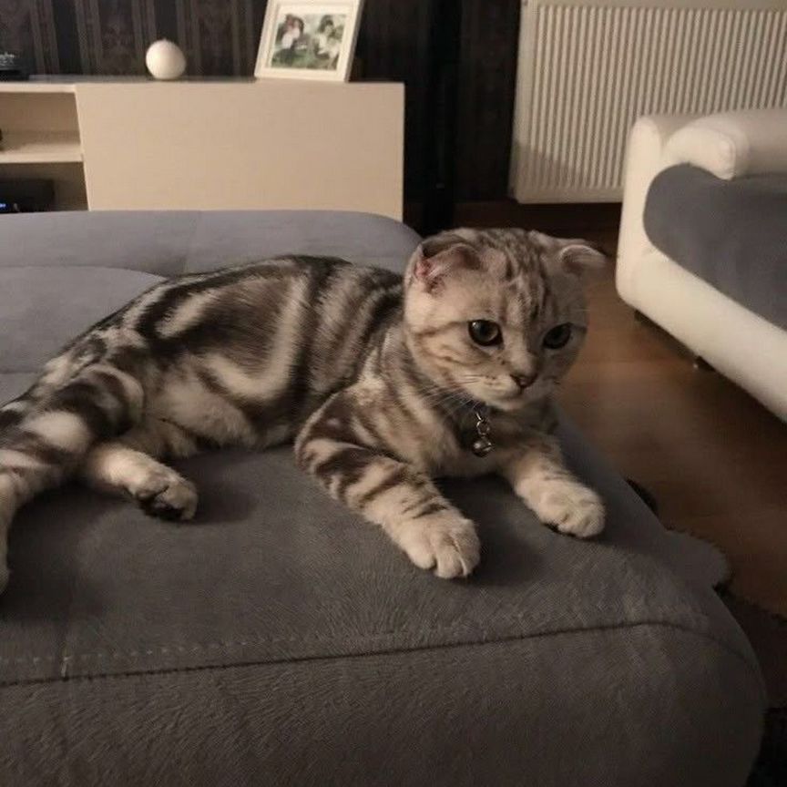 Шотландская вислоухая кошка