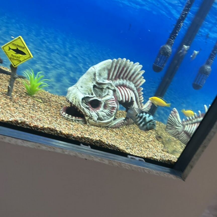 Обменяю цихлида